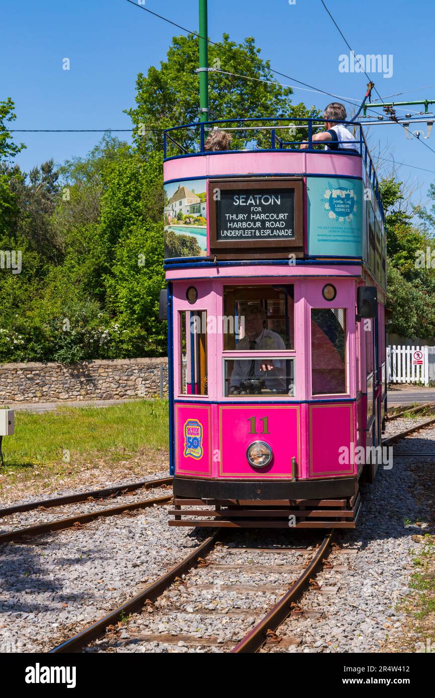 pink open top double decker tram number 11 eleven, Seaton Tramway ...