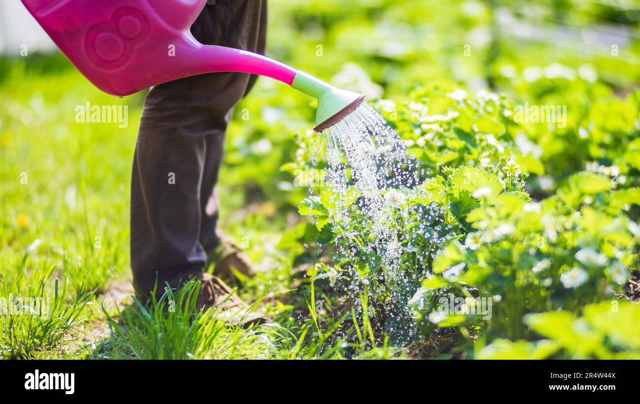 Watering vegetable plants on a plantation in the summer heat with a ...