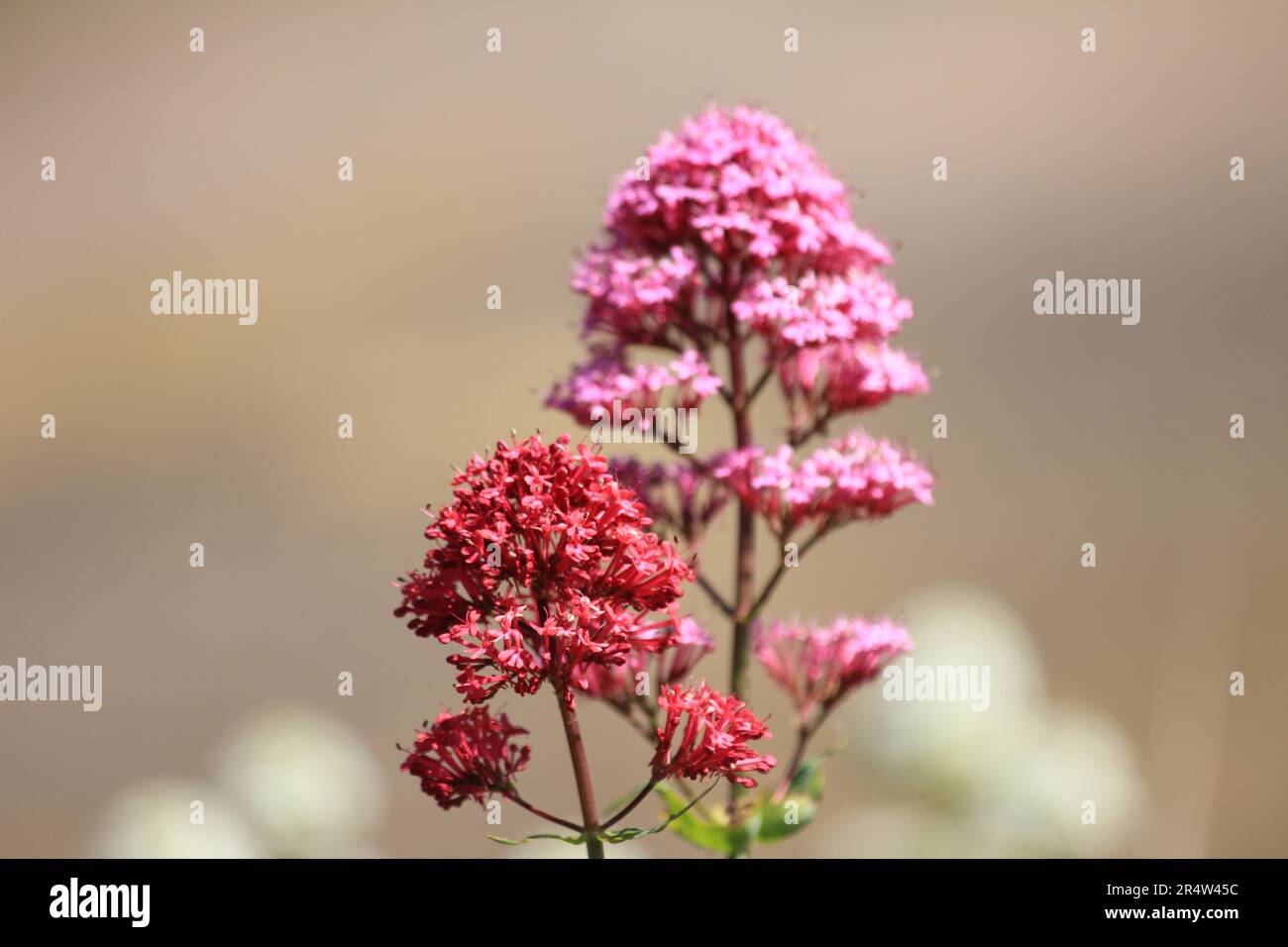 Conwy seals hi-res stock photography and images - Alamy
