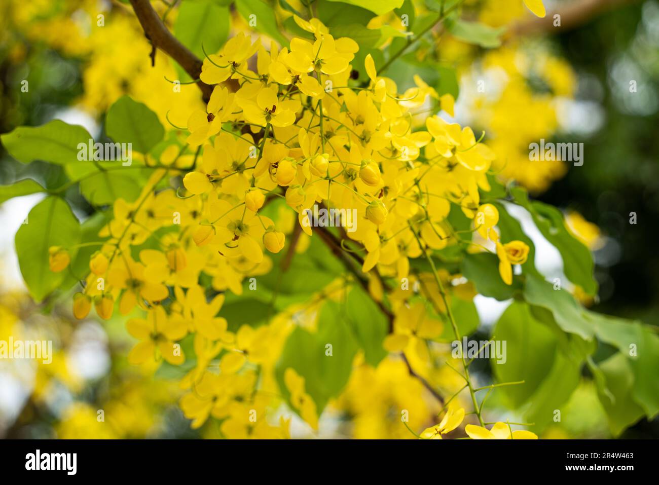 Beautiful Cassia fistula golden shower, golden rain flowers blooming on the tree in Taiwan Stock ...