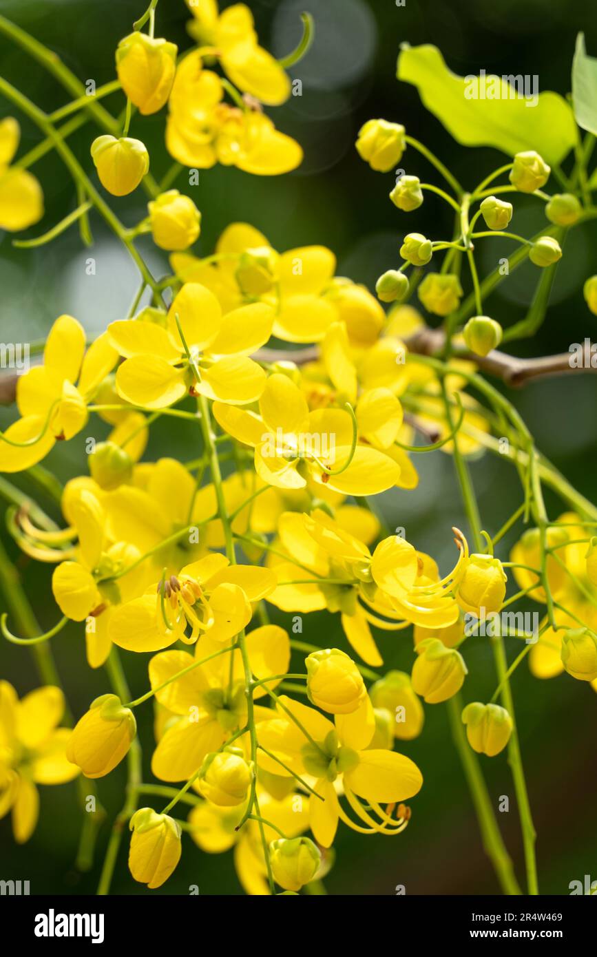 Beautiful Cassia fistula golden shower, golden rain flowers blooming on the tree in Taiwan Stock ...