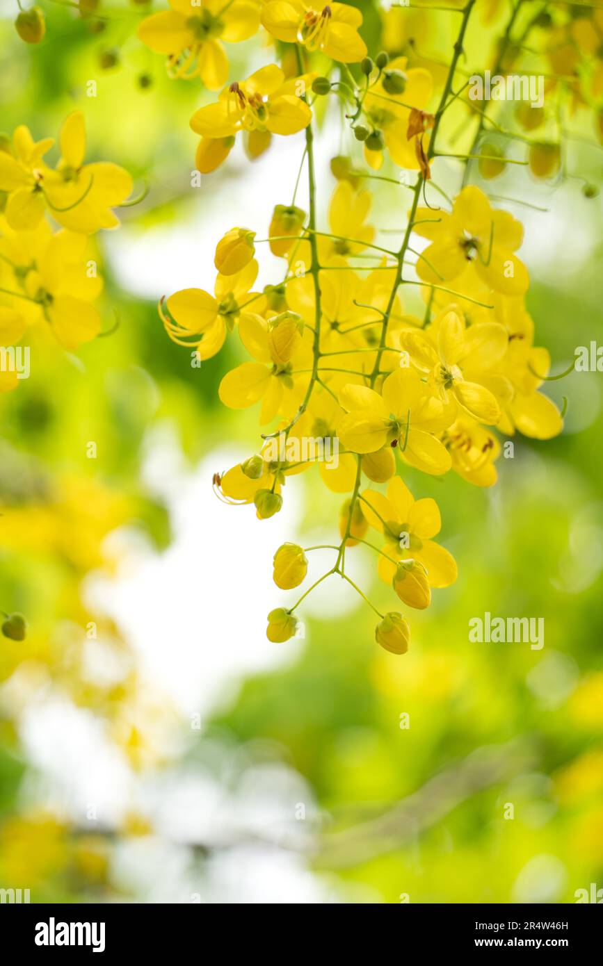 Beautiful Cassia fistula golden shower, golden rain flowers blooming on the tree in Taiwan Stock ...