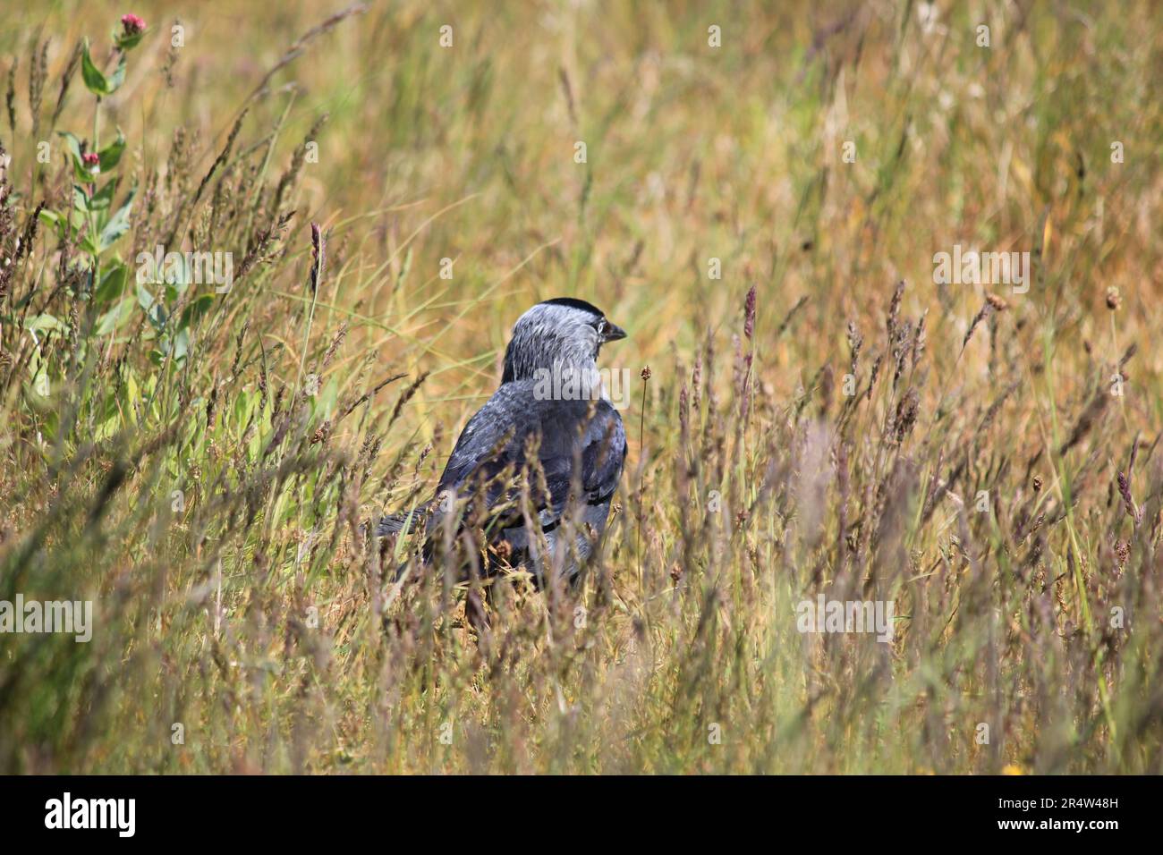 Jackdaws call hi-res stock photography and images - Alamy