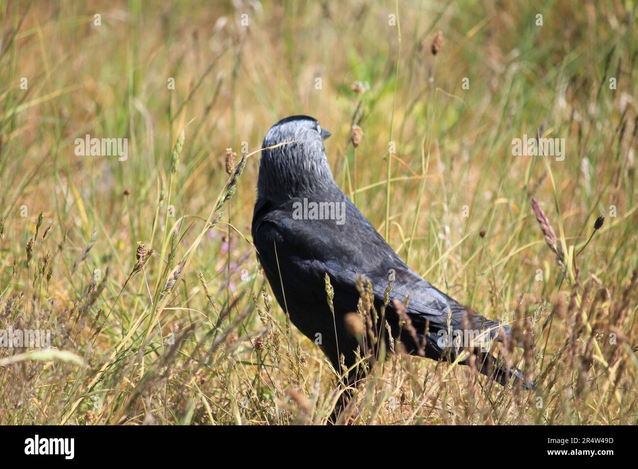 Jackdaws call hi-res stock photography and images - Alamy