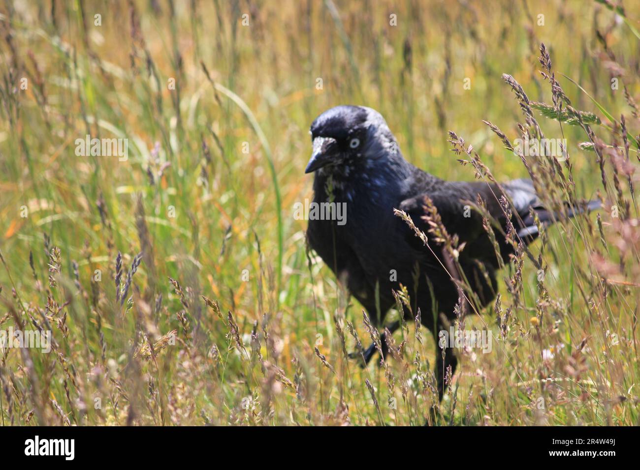 Jackdaws call hi-res stock photography and images - Alamy
