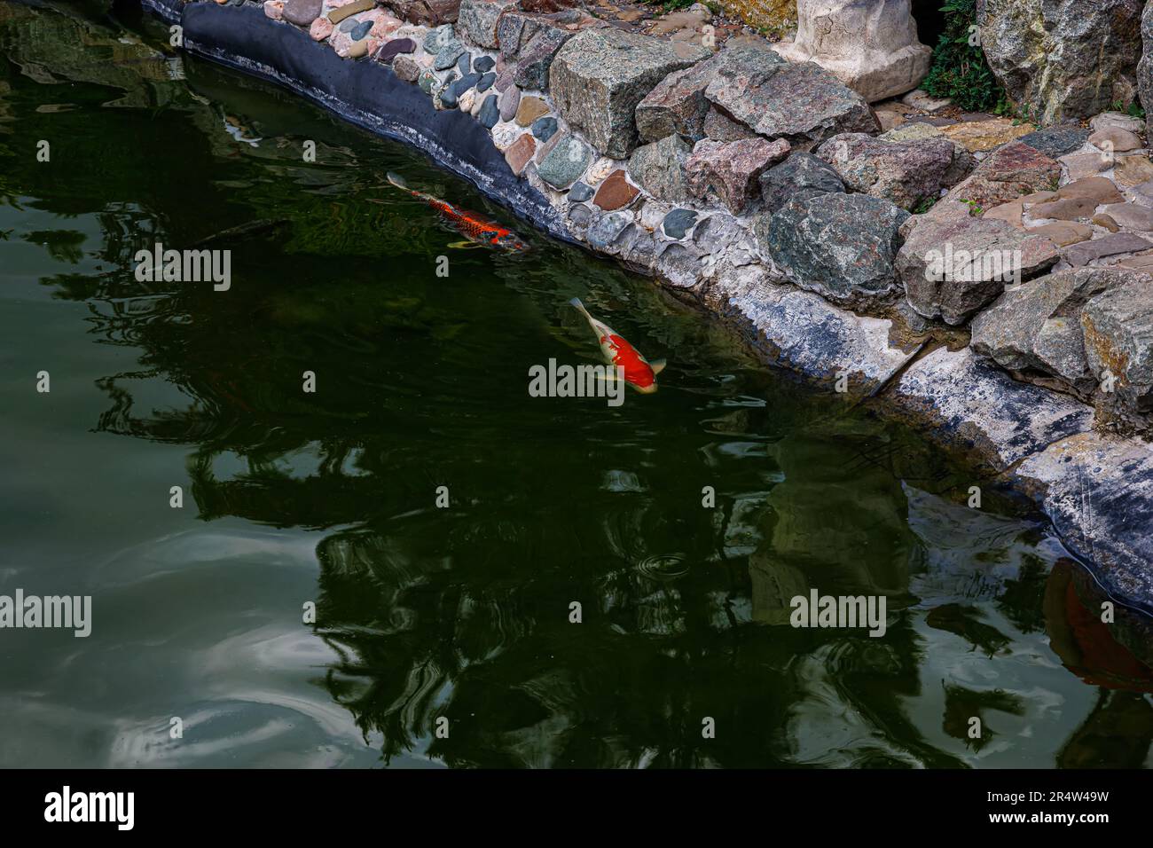 Beautiful fish swim near the shore. Koi carp are ornamental ...
