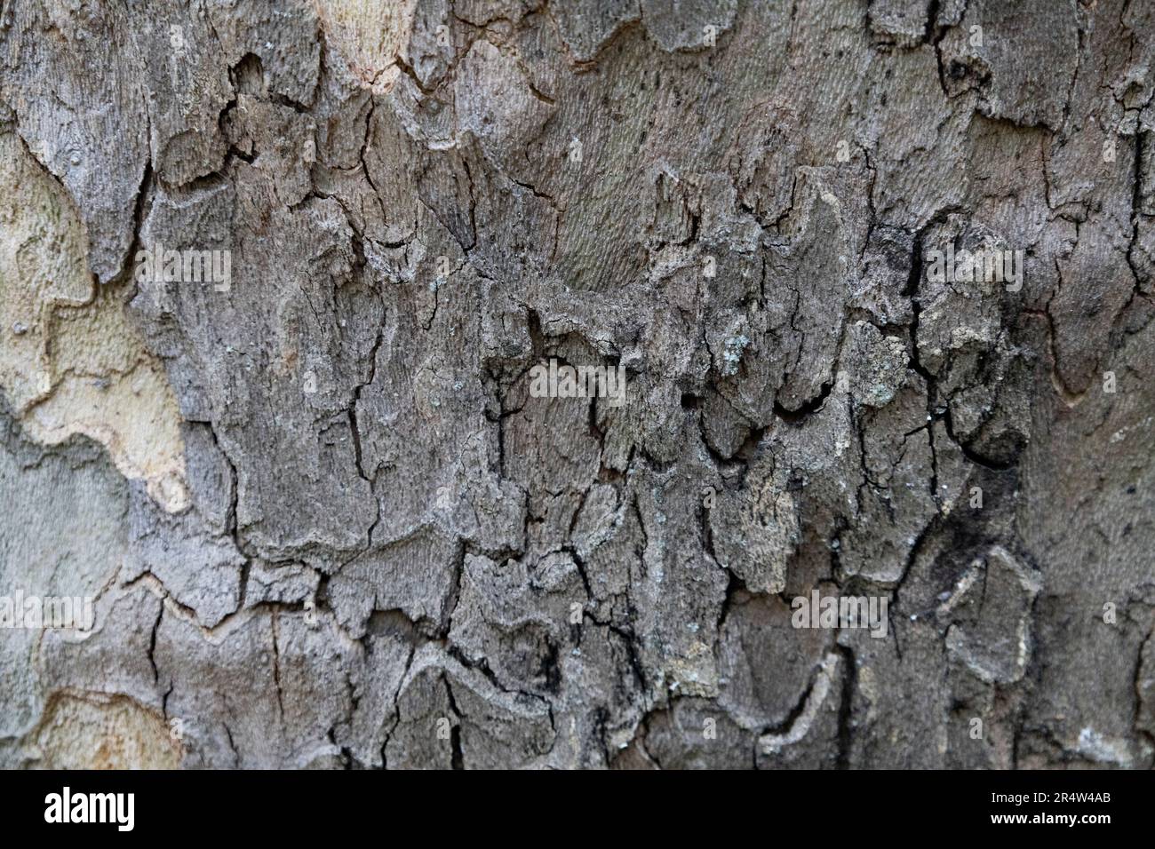 Natural pattern from the old wood tree bark. Beautiful texture of the ...
