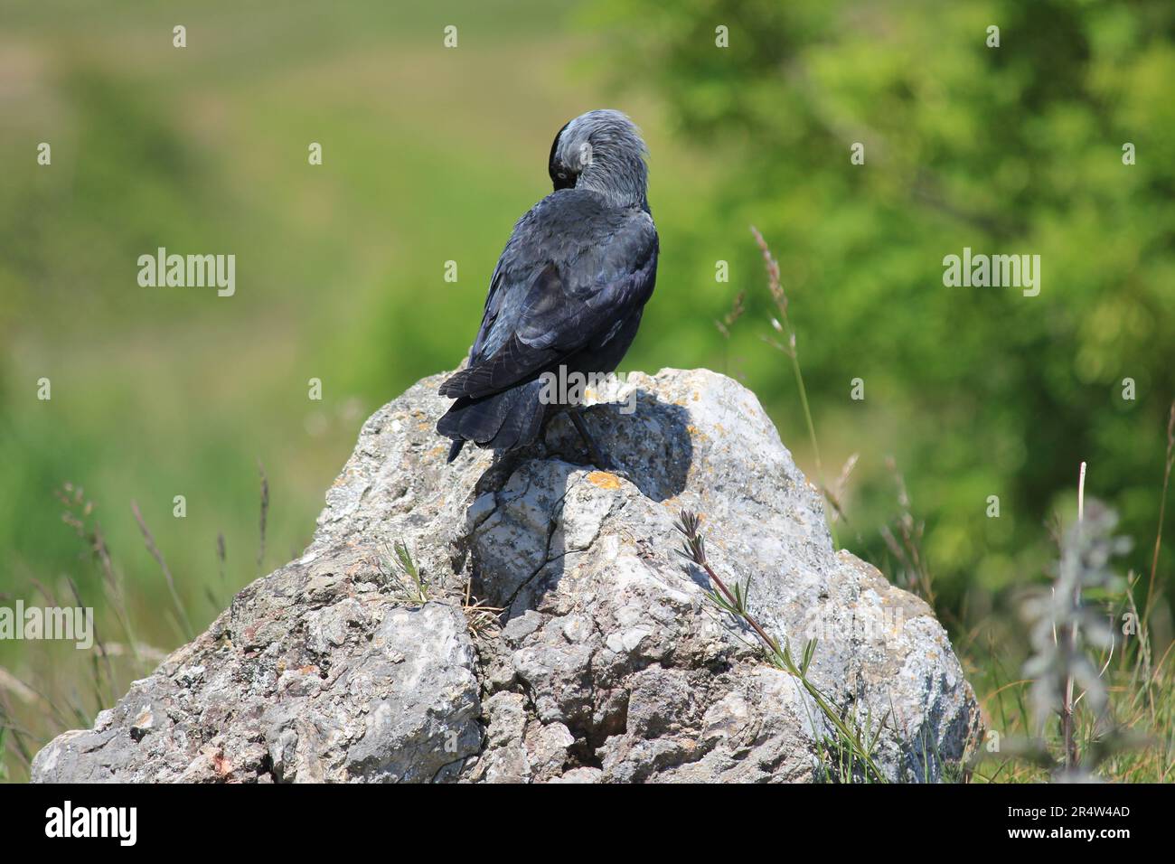 Jackdaws call hi-res stock photography and images - Alamy