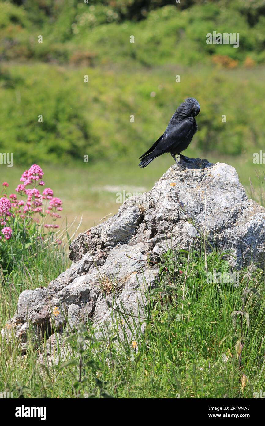 Jackdaws call hi-res stock photography and images - Alamy