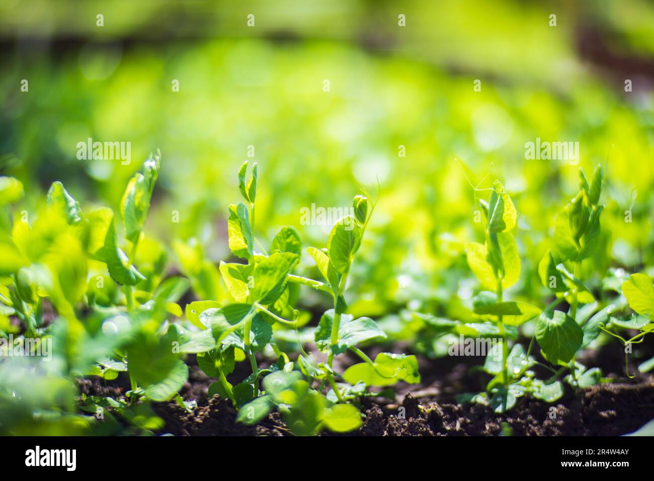 Crops planted in soil get ripe under sun. Cultivated land close up with ...