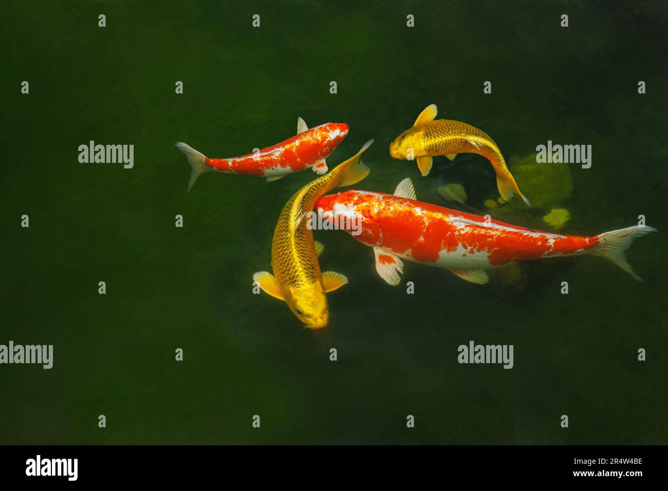 Yellow and red Japanese carp in the lake underwater. Koi carp are ...