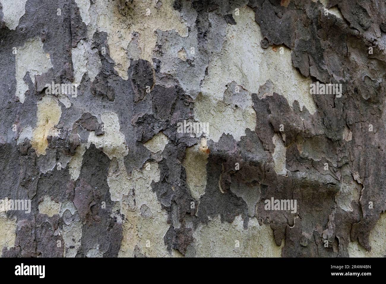 Natural pattern from the old wood tree bark. Beautiful texture of the ...