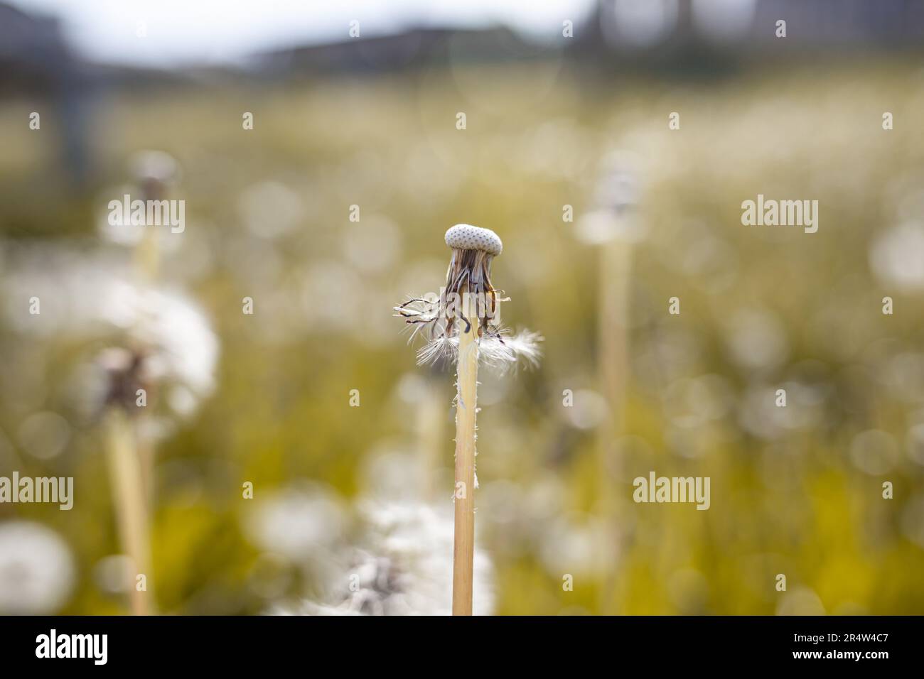 Field with white dandelion flowers. Meadow of white dandelions. Spring background with white ...
