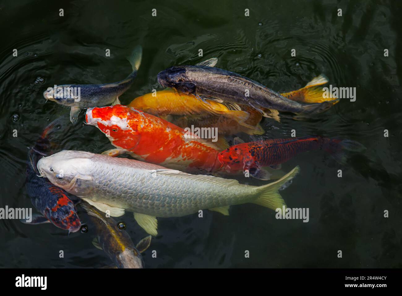 decorative carp fish emerge and swim in the lake. Koi carp are ...