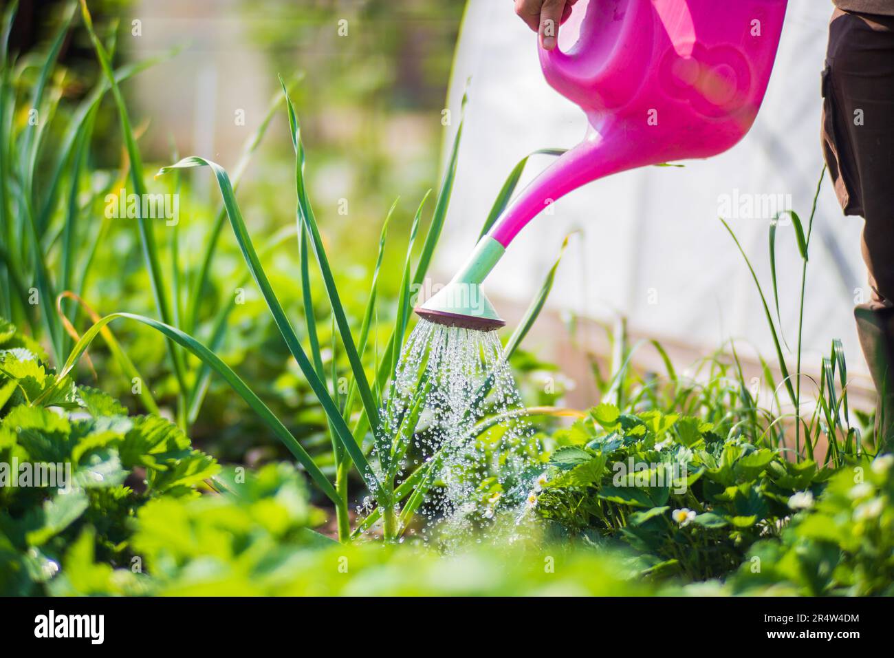Watering vegetable plants on a plantation in the summer heat with a ...