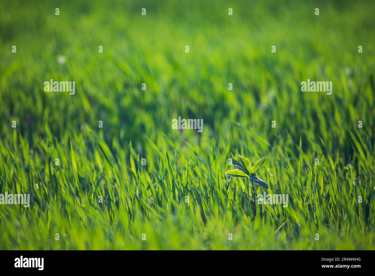 Fresh green grass on a sunny summer day close-up. Beautiful natural ...