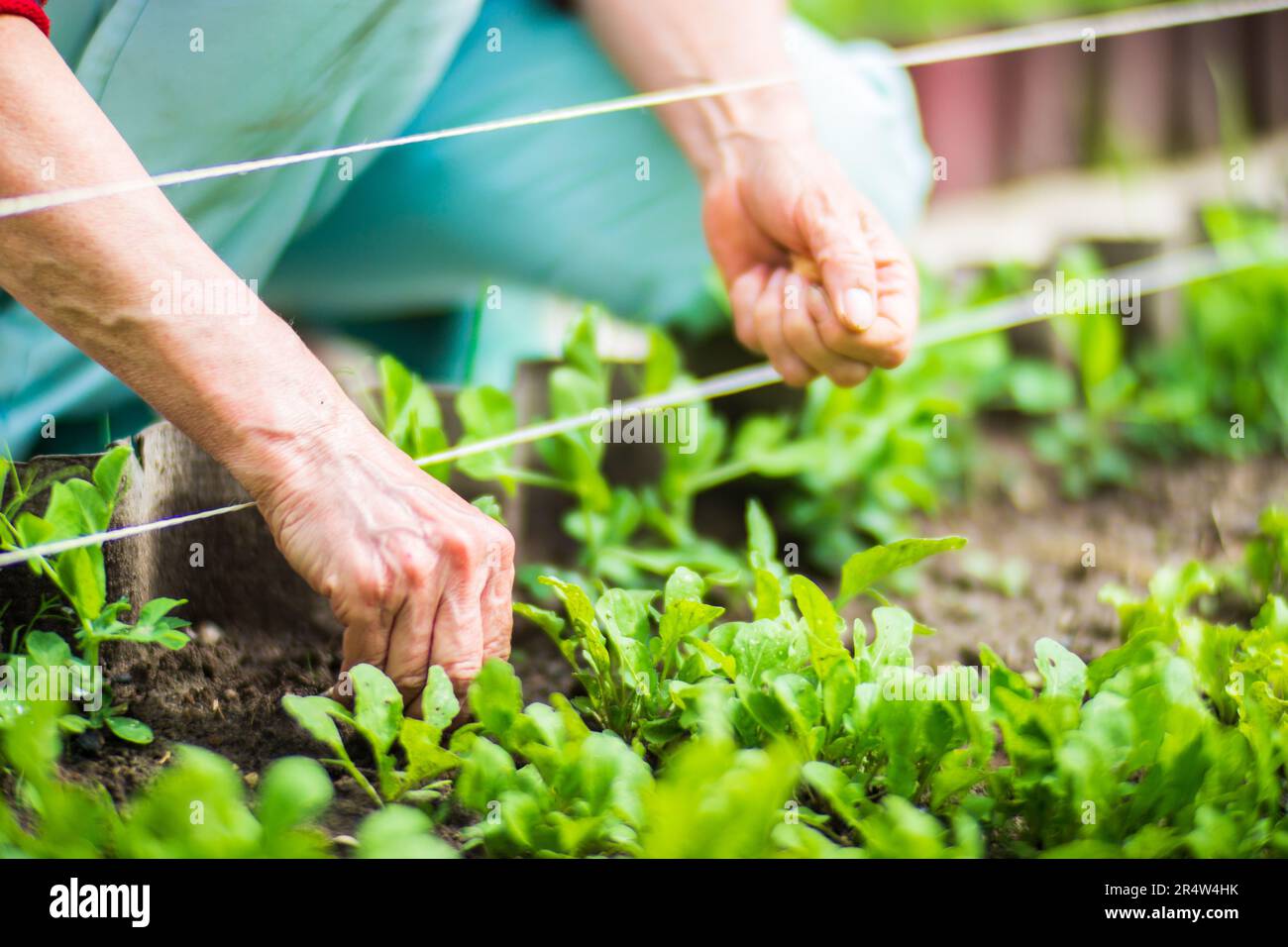 Crops planted in soil get ripe under sun. Cultivated land close up with ...