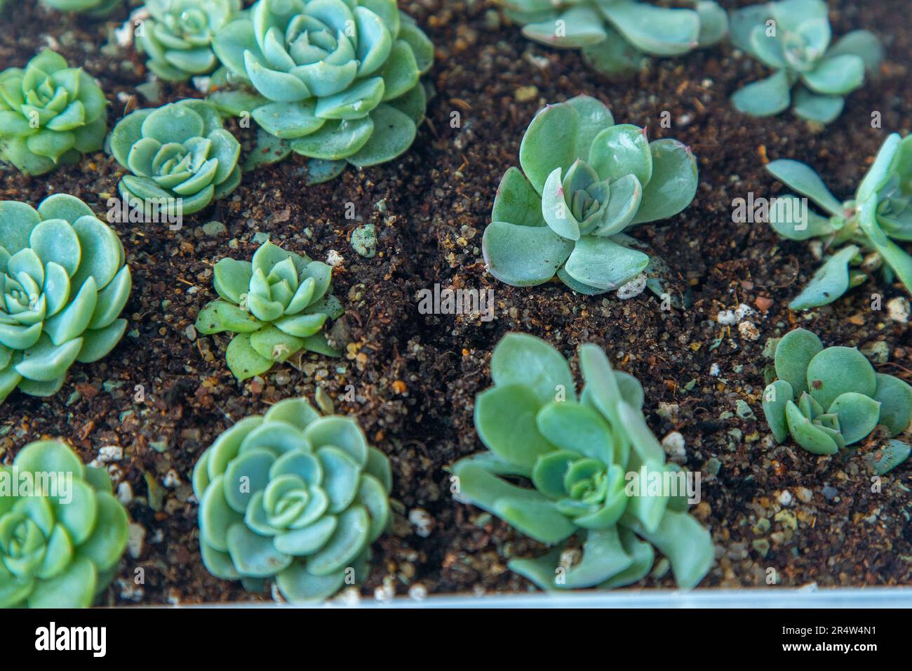 Grow Echeveria in a mini succulent garden. Green flower seedling. Succulent plant. Hobby ...