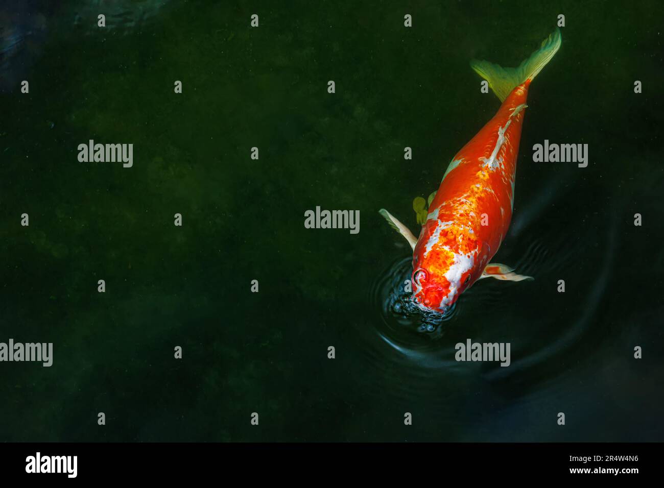 A decorative carp of different colors has dried its head out of the ...