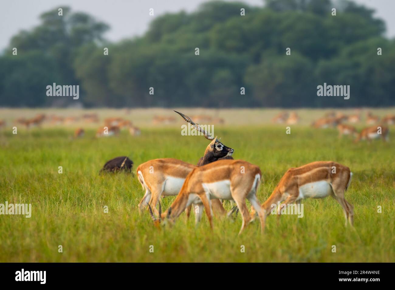 wild male blackbuck or antilope cervicapra or indian antelope face body ...