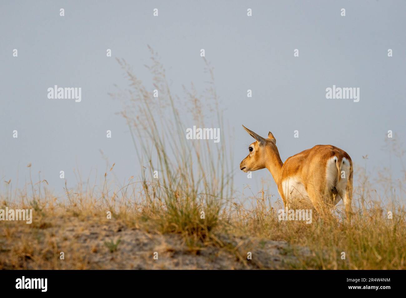 wild female blackbuck or antilope cervicapra or indian antelope back ...