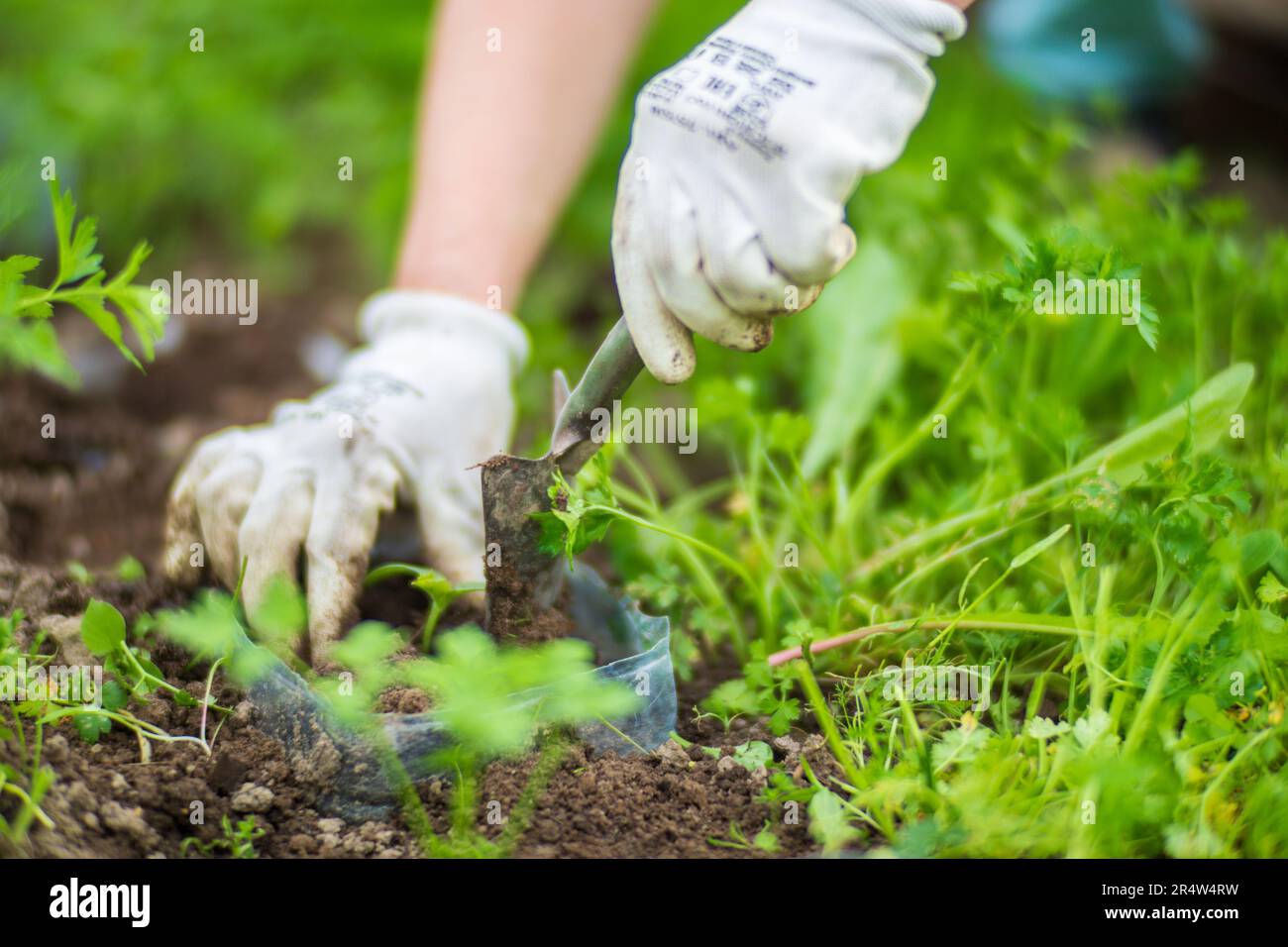 Human hands prepare the soil for planting crops in the garden ...