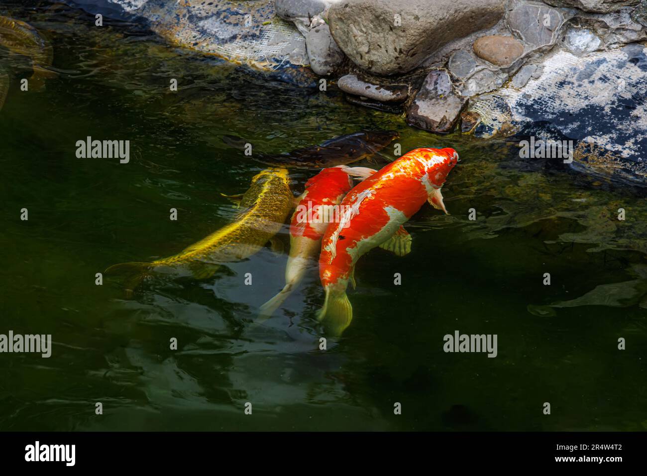 Decorative carps swim up to the shore. Koi carp are ornamental ...