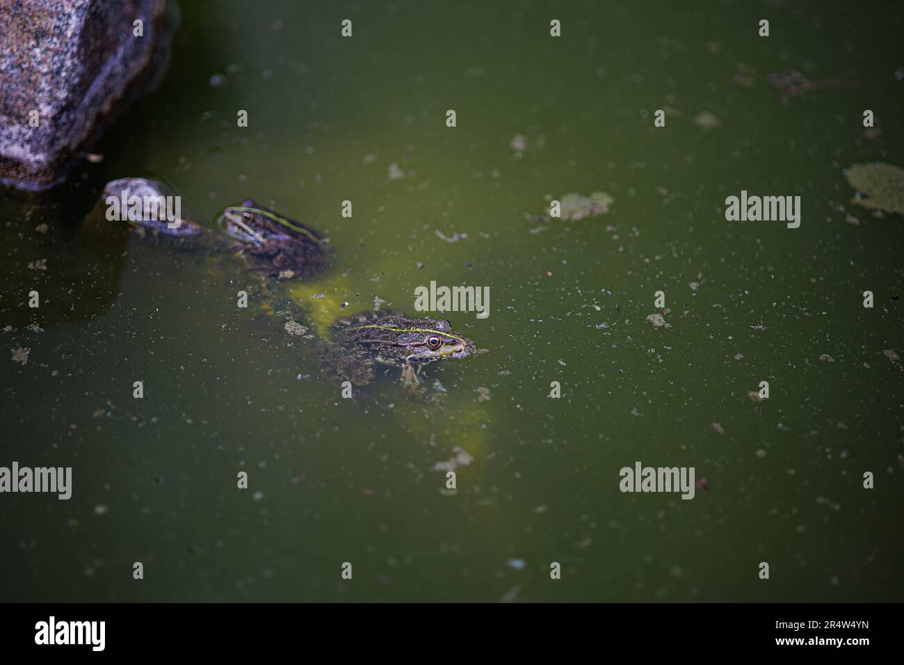 Toad hiding in a swamp Stock Photo - Alamy