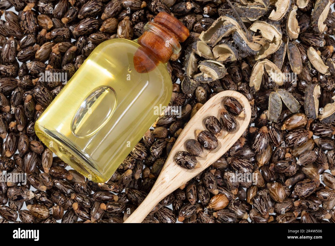 Ricinus communis - Dried seeds And Oil From The Fruit Of The Castor ...