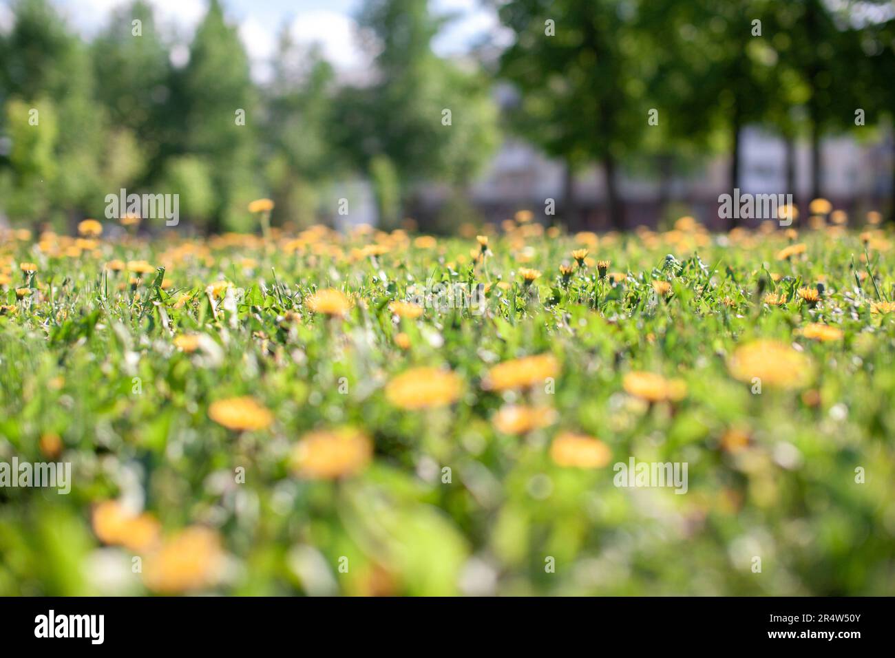 Field with white and yellow dandelion flowers. Meadow of yellow ...