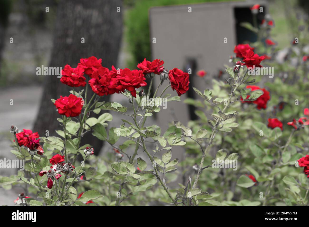 red rose plant in the garden Stock Photo - Alamy