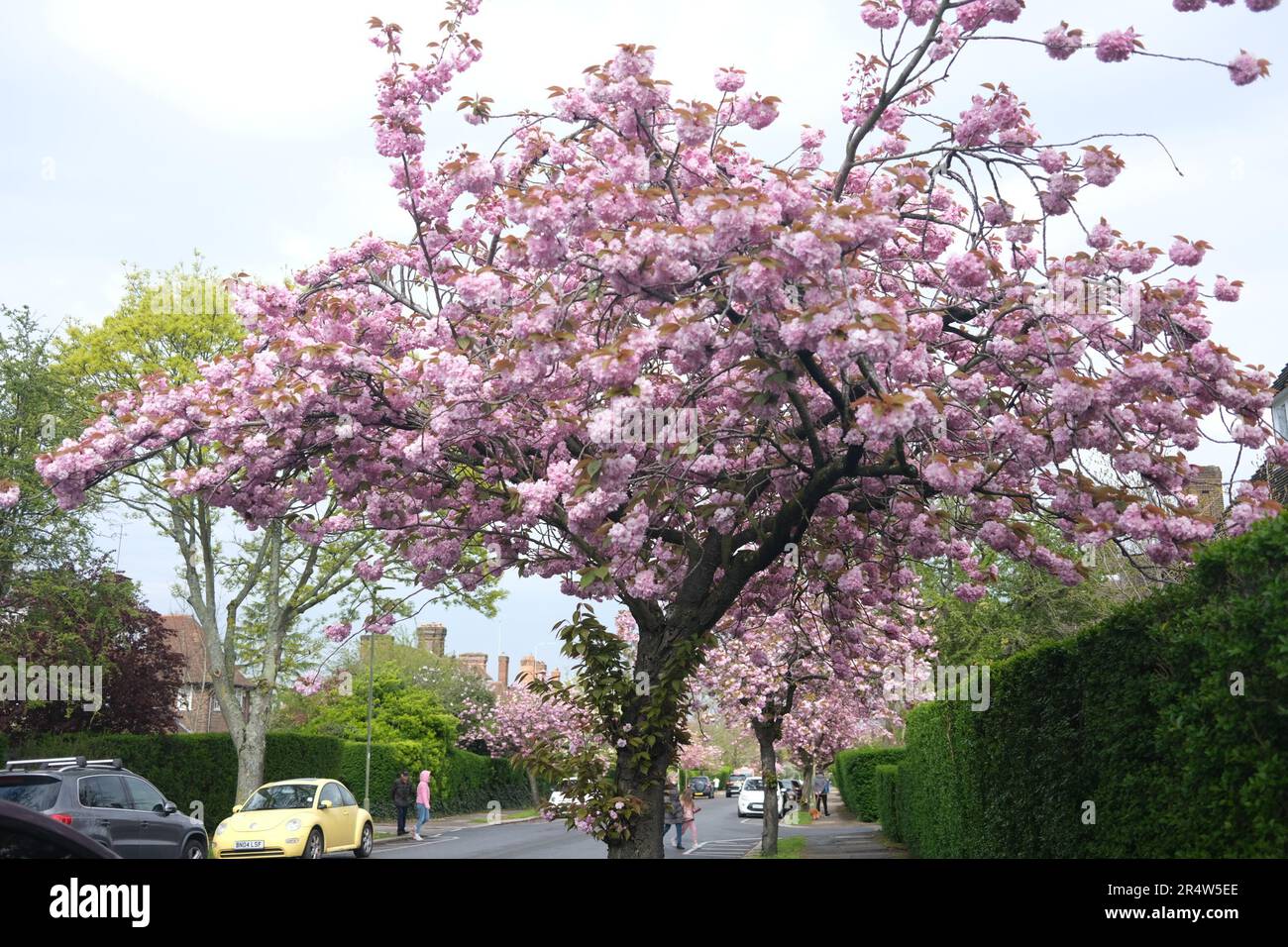 A beautiful spring blossoming tree with pink flowers in Hampstead ...