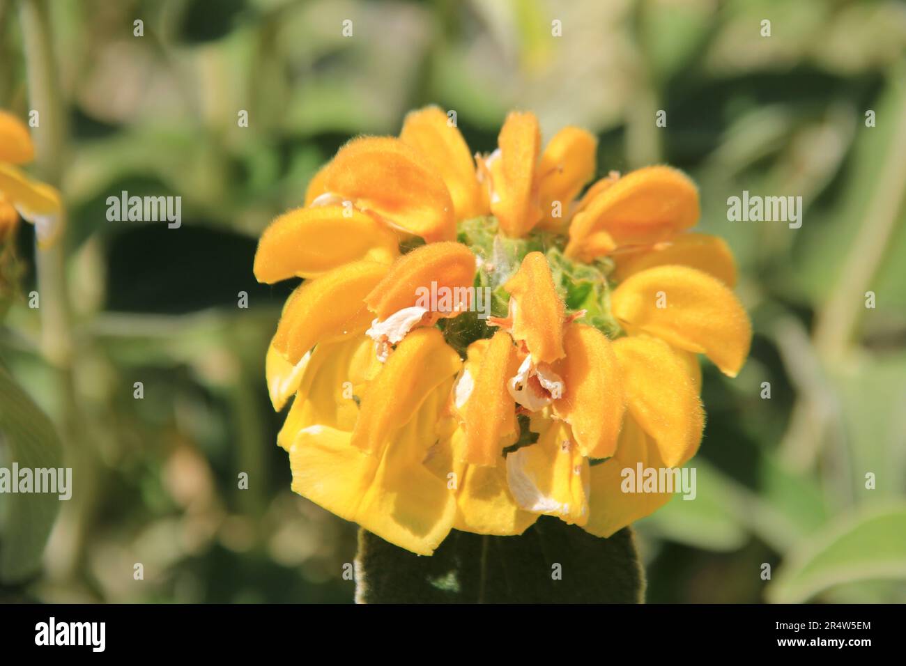 Happy valley botanical gardens hi-res stock photography and images - Alamy