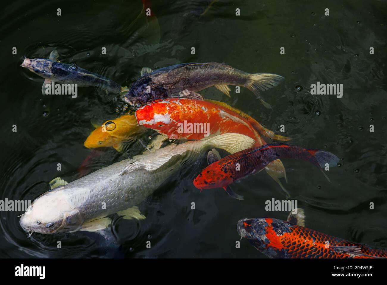 A flock of koi fish ornamental carps emerge and swim in the lake. Koi ...