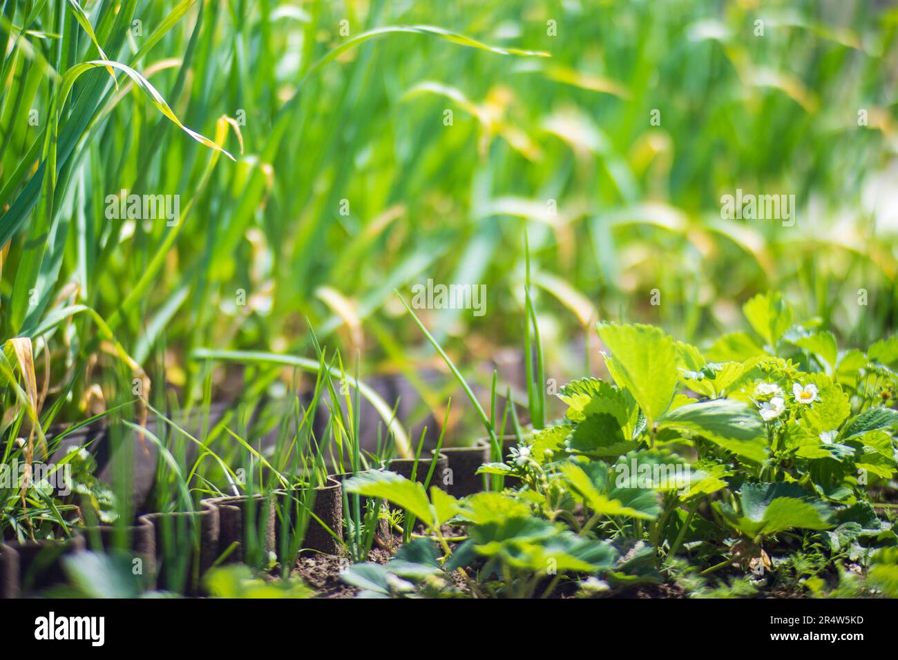 Crops planted in soil get ripe under sun. Cultivated land close up with ...