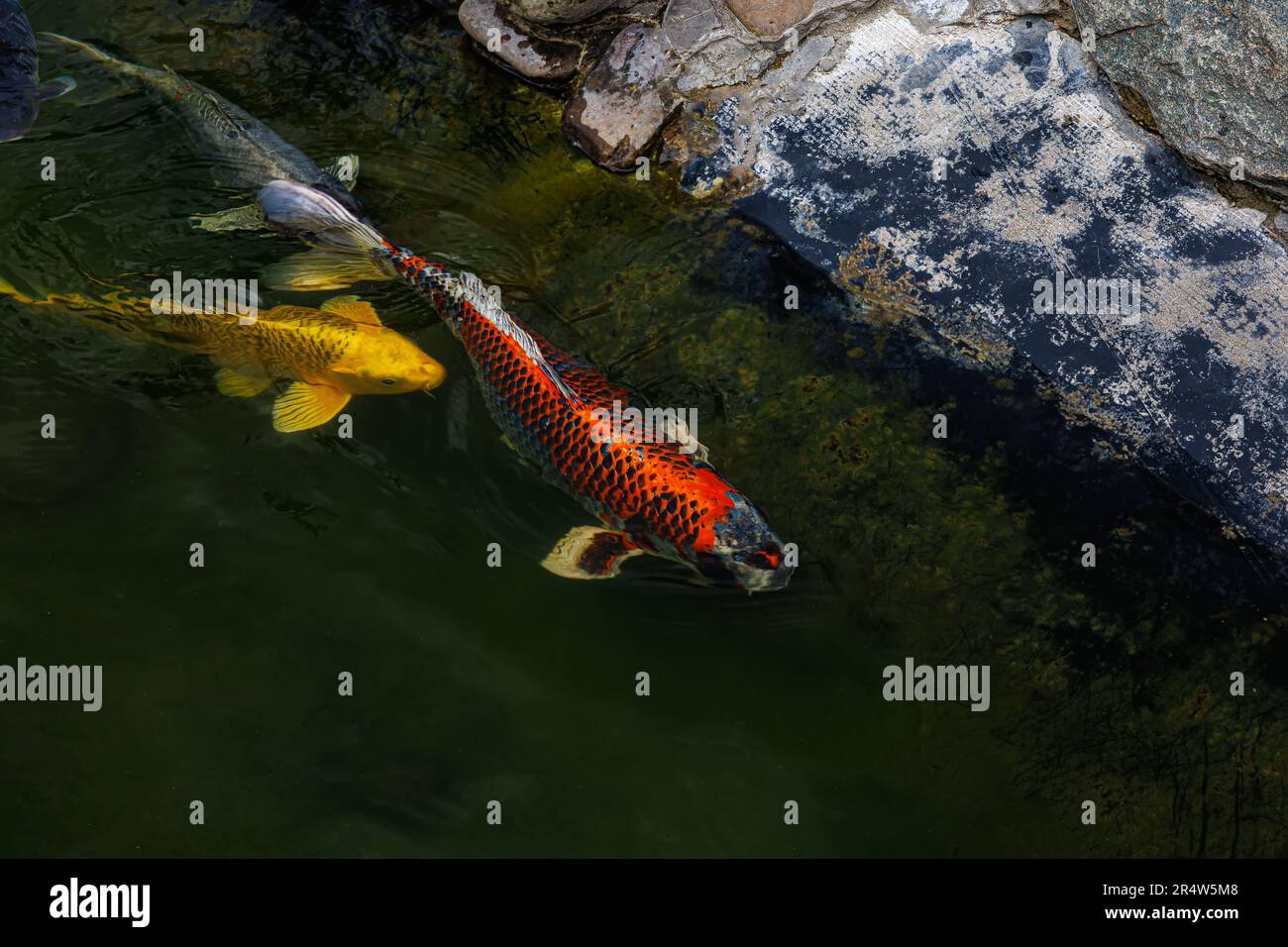 Fish swim near the shore. Koi carp are ornamental domesticated fish ...