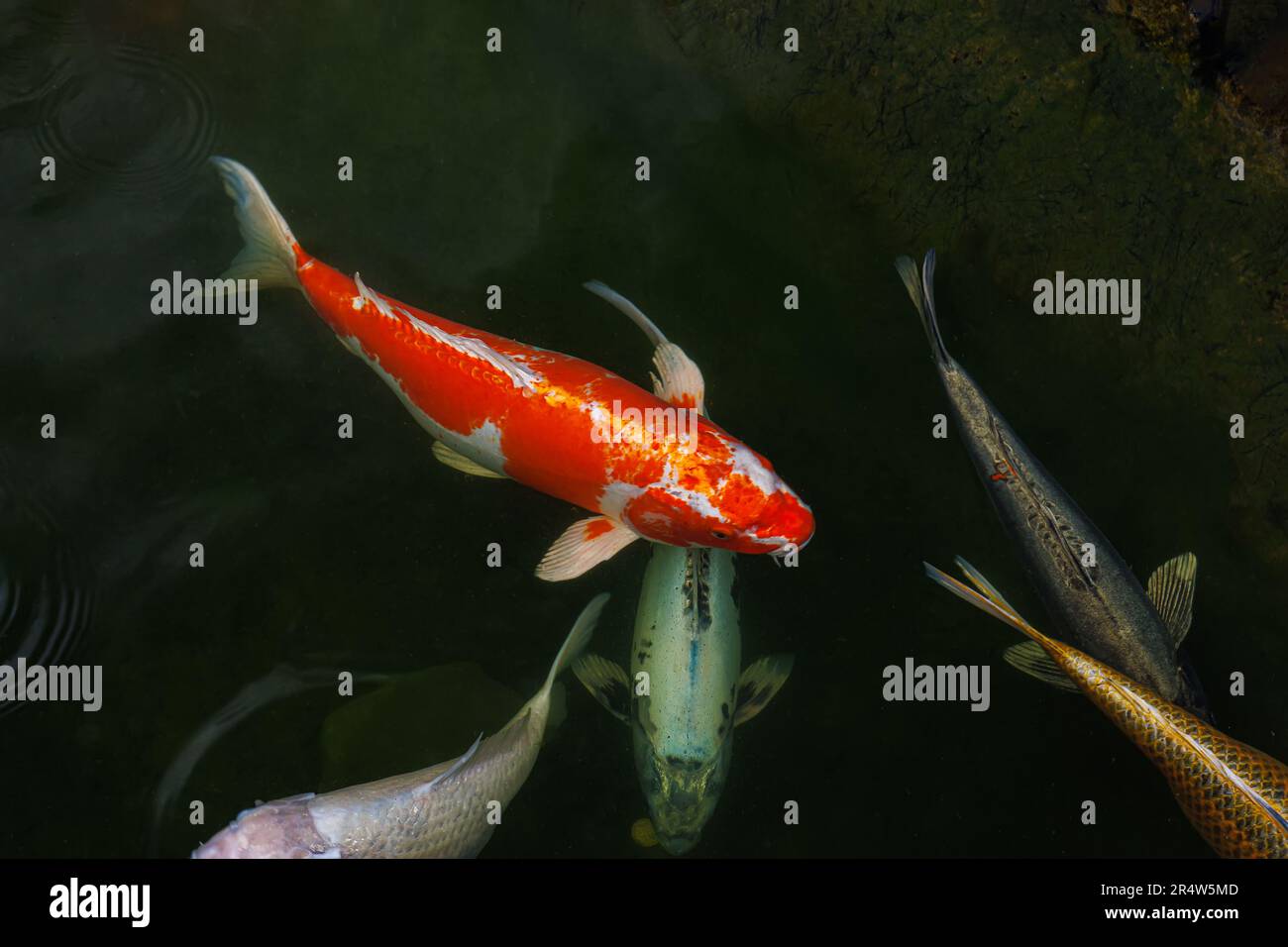 Decorative carp view from the top of the lake. Koi carp are ornamental ...