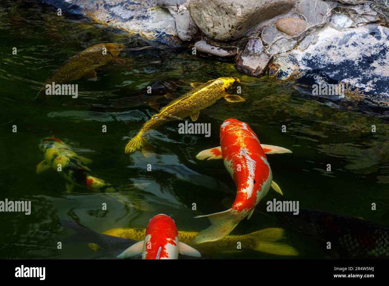 Decorative carps swim up to the shore. Koi carp are ornamental ...