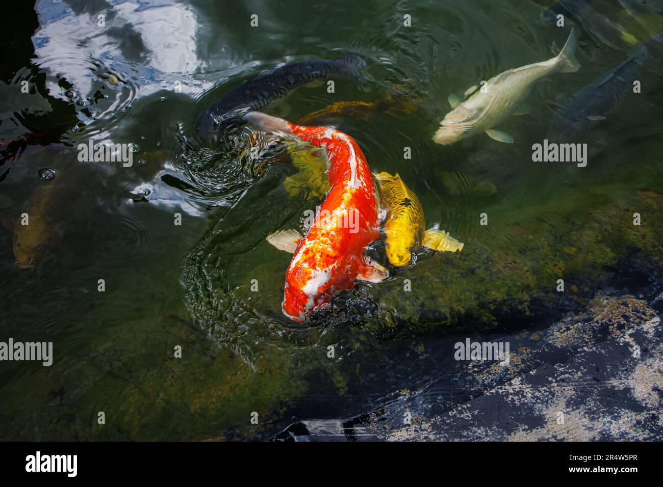 Red carp hi-res stock photography and images - Alamy