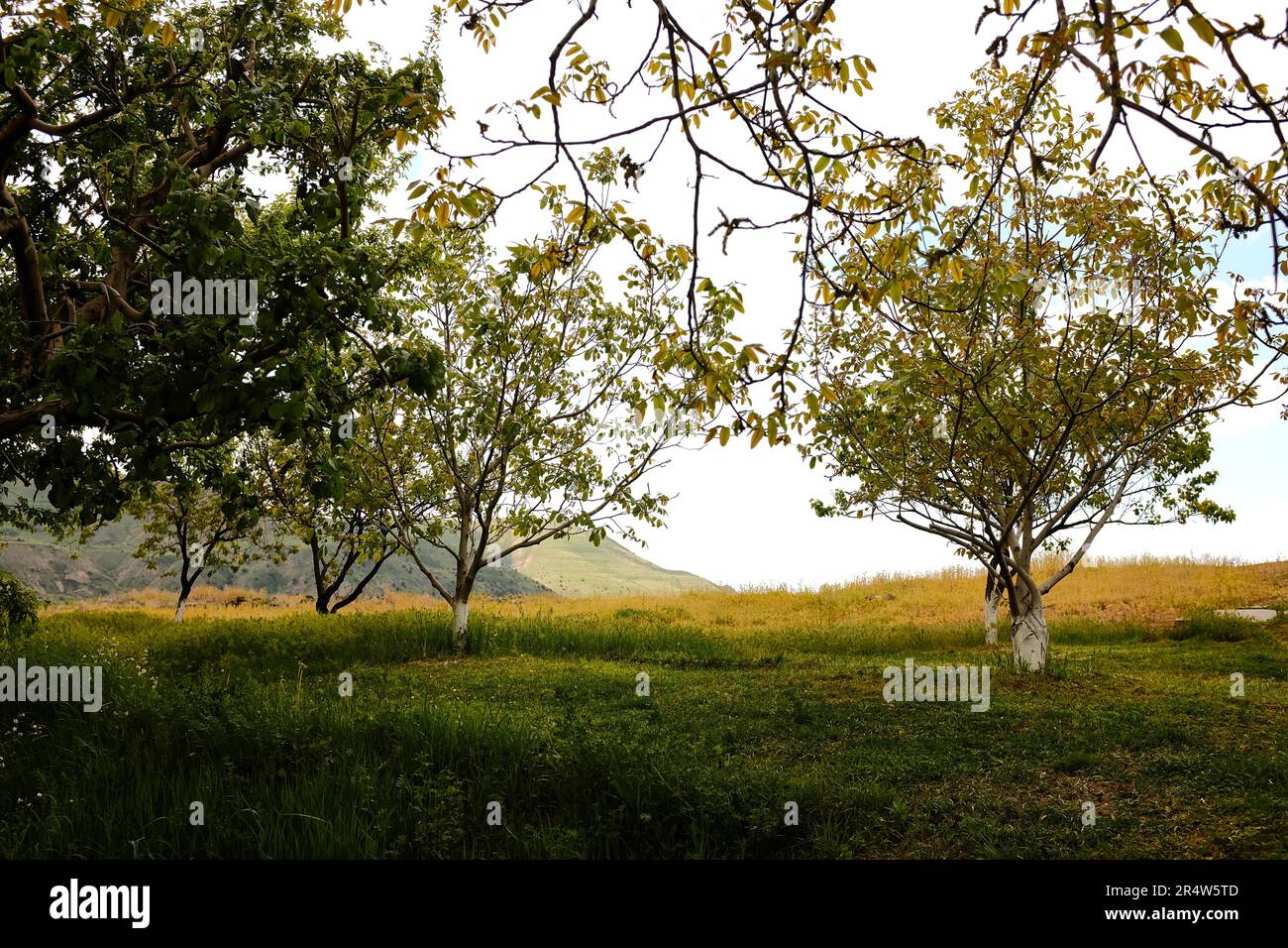 Mountain landscape background, fruit trees in garden at spring Stock ...