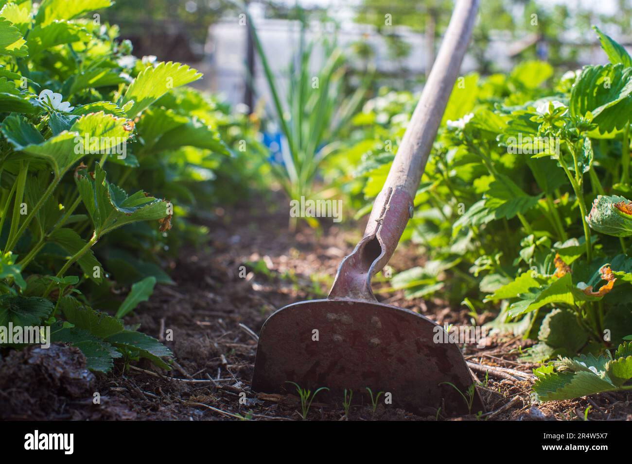 Farmer cultivating land in the garden with hand tools. Soil loosening ...