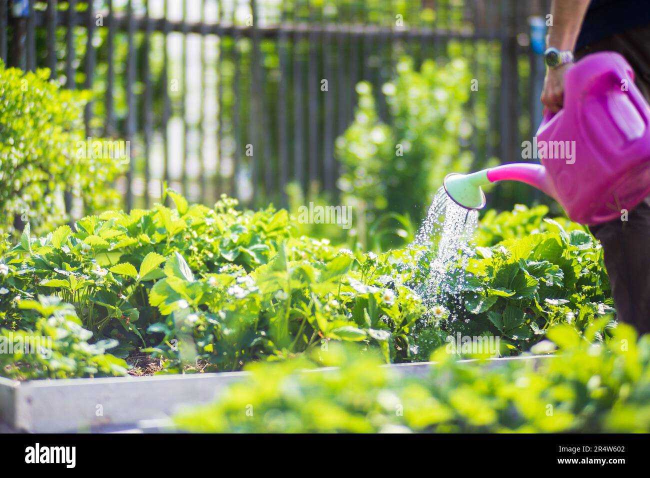 Watering vegetable plants on a plantation in the summer heat with a ...