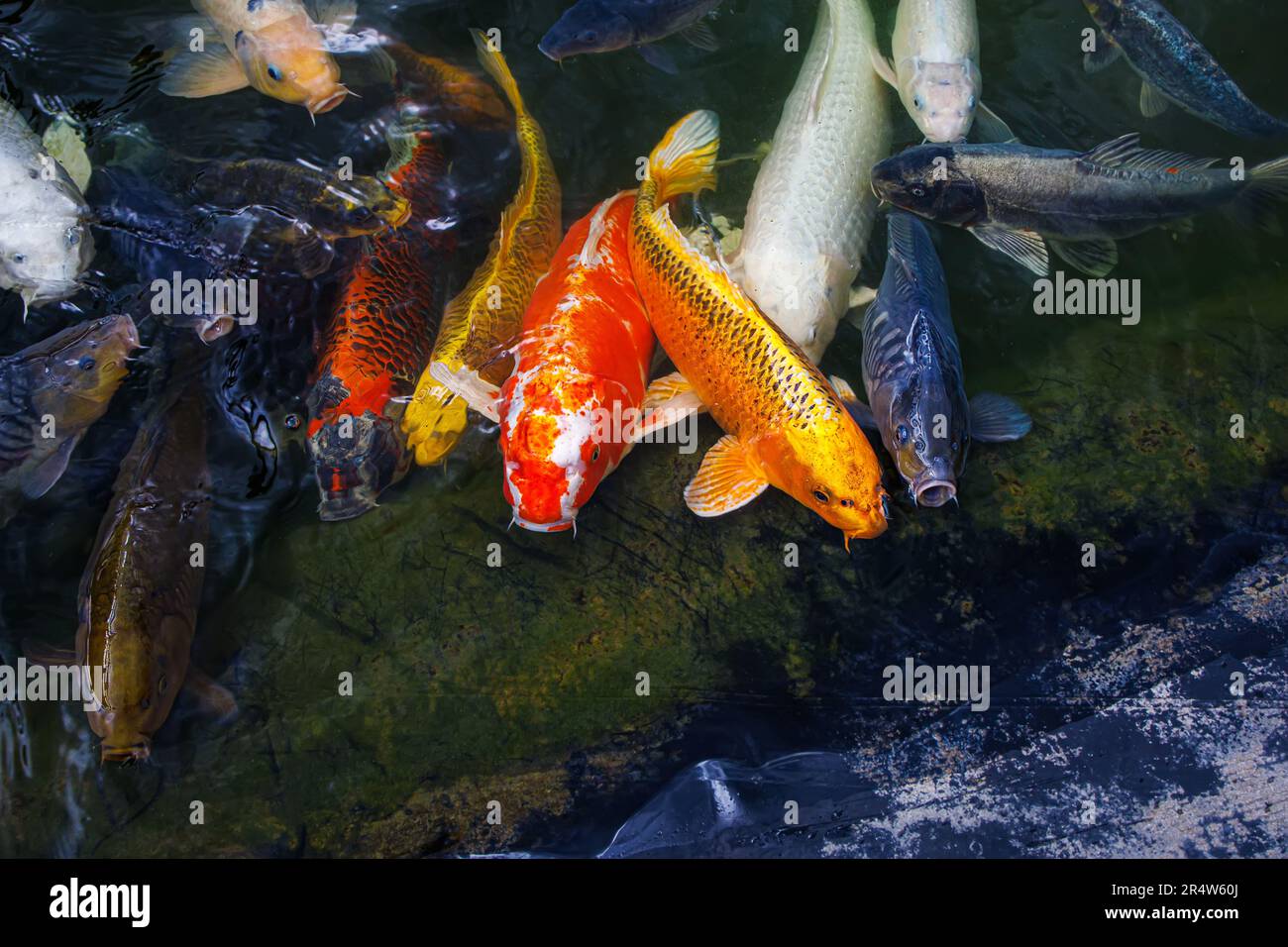 A flock of ornamental carp sticks its head out of the water in ...