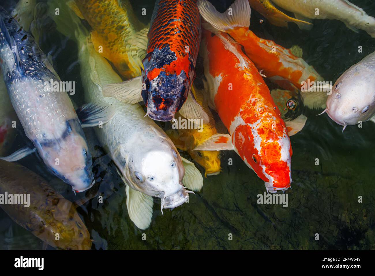 Real Koi Fish Head