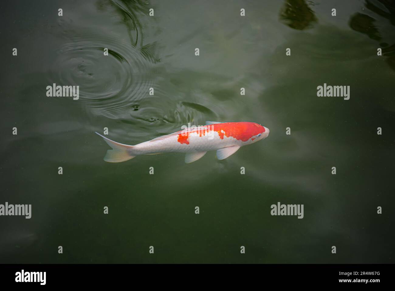 Ornamental carp hi-res stock photography and images - Alamy
