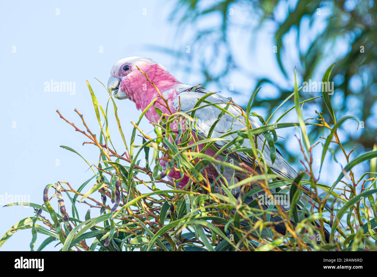 Galah (Rose-Breasted) Cockatoo in a gum tree Stock Photo - Alamy