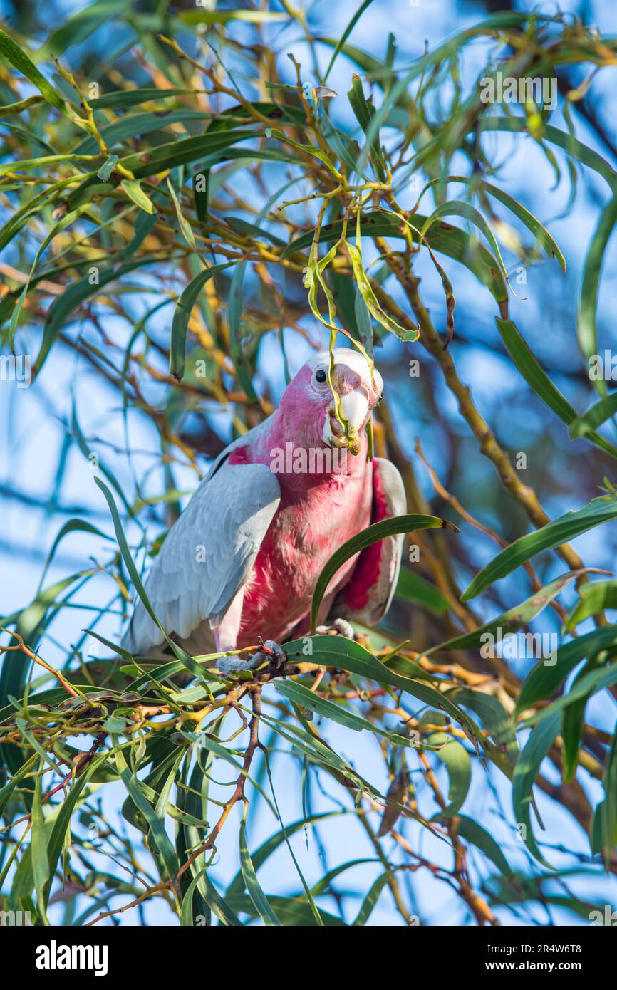 Rose gum tree hi-res stock photography and images - Alamy
