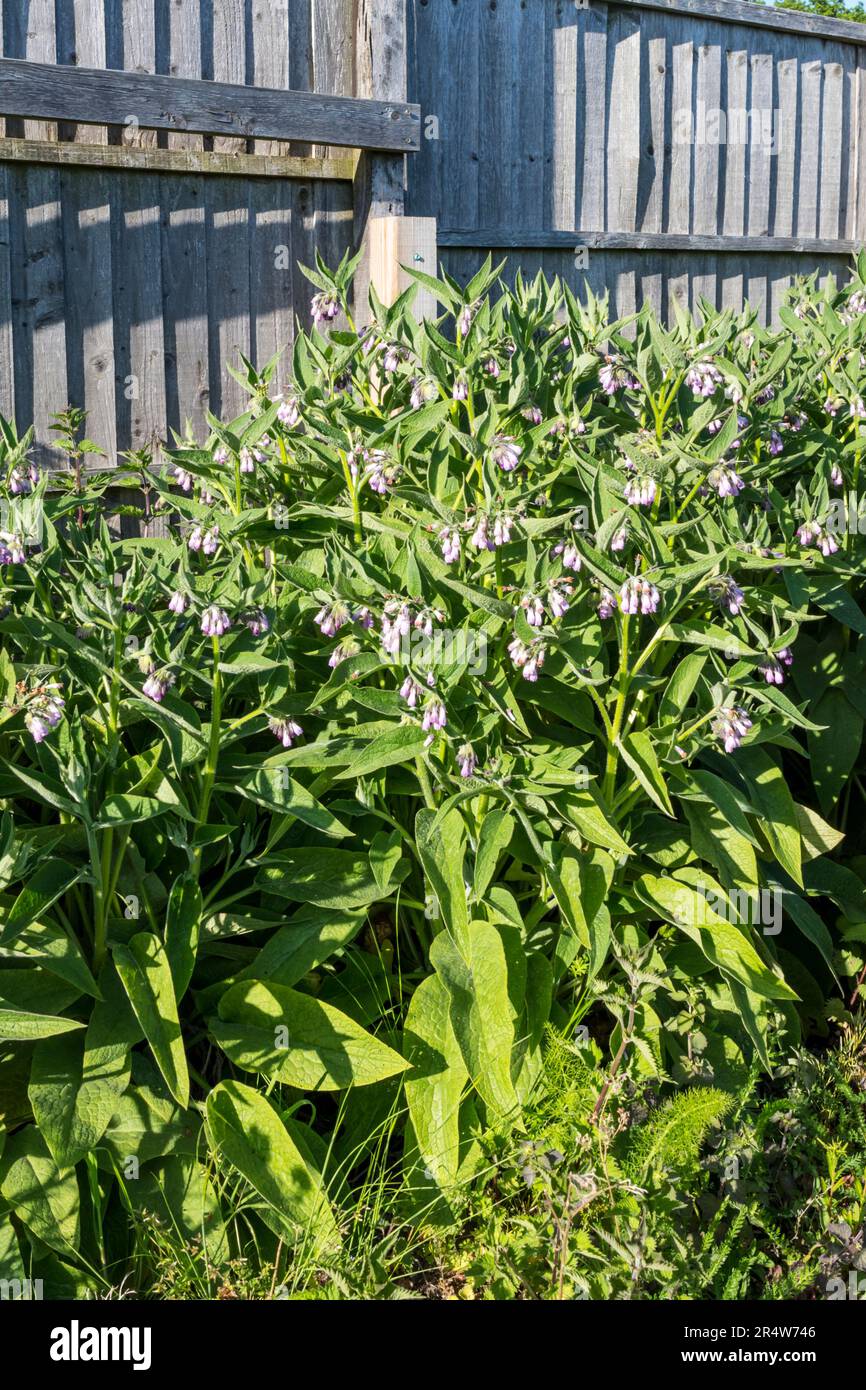 Bocking hi-res stock photography and images - Alamy