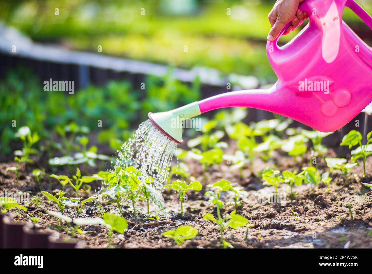 Watering vegetable plants on a plantation in the summer heat with a ...