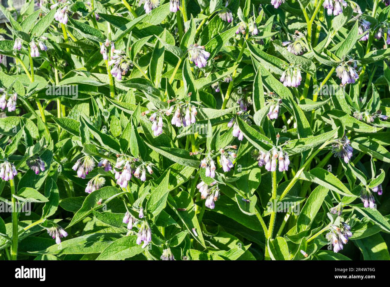A patch of Bocking 14 comfrey grown in a corner of a vegetable garden ...